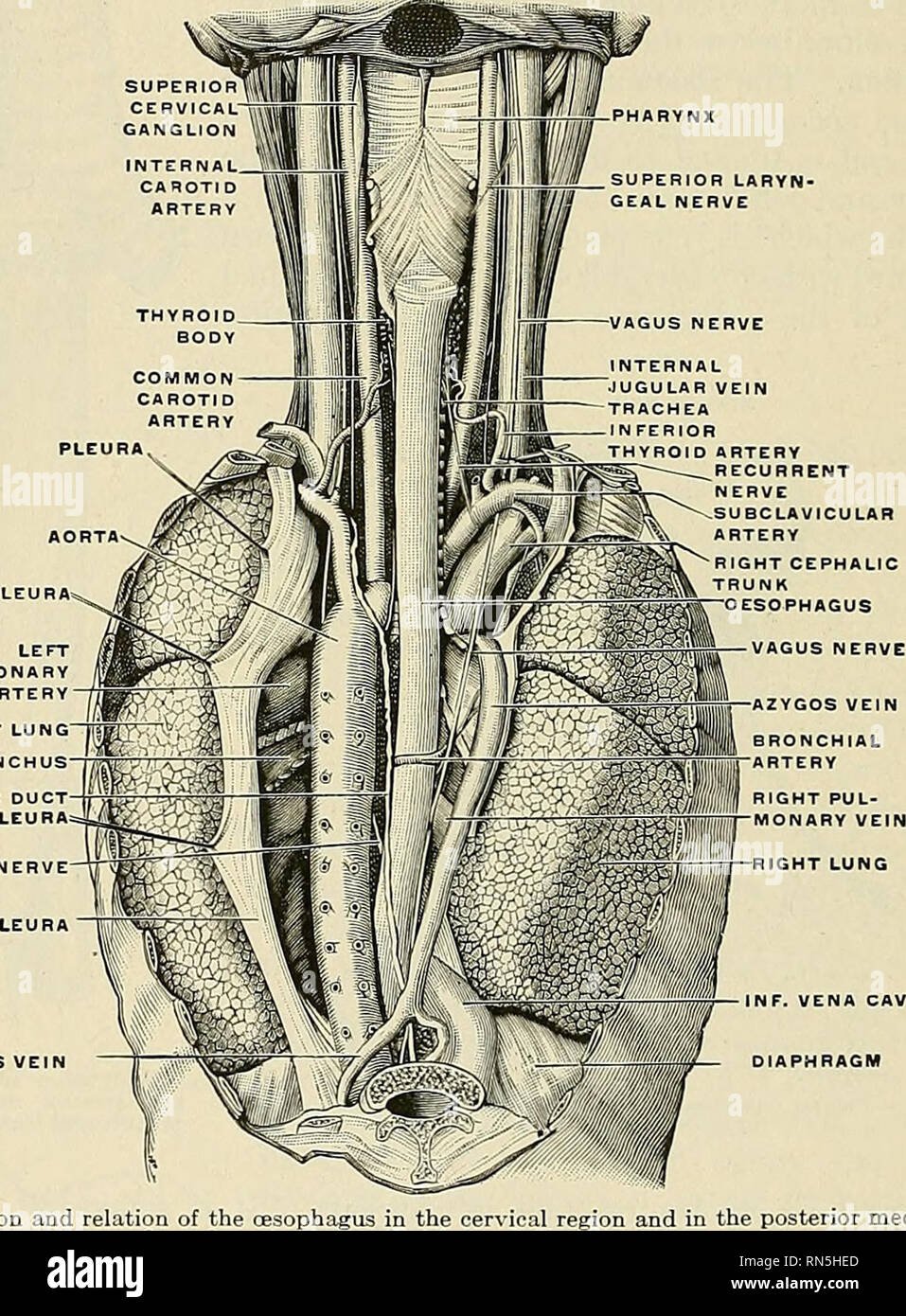 Nerf laryngé récurrent gauche Banque de photographies et d’images à ...