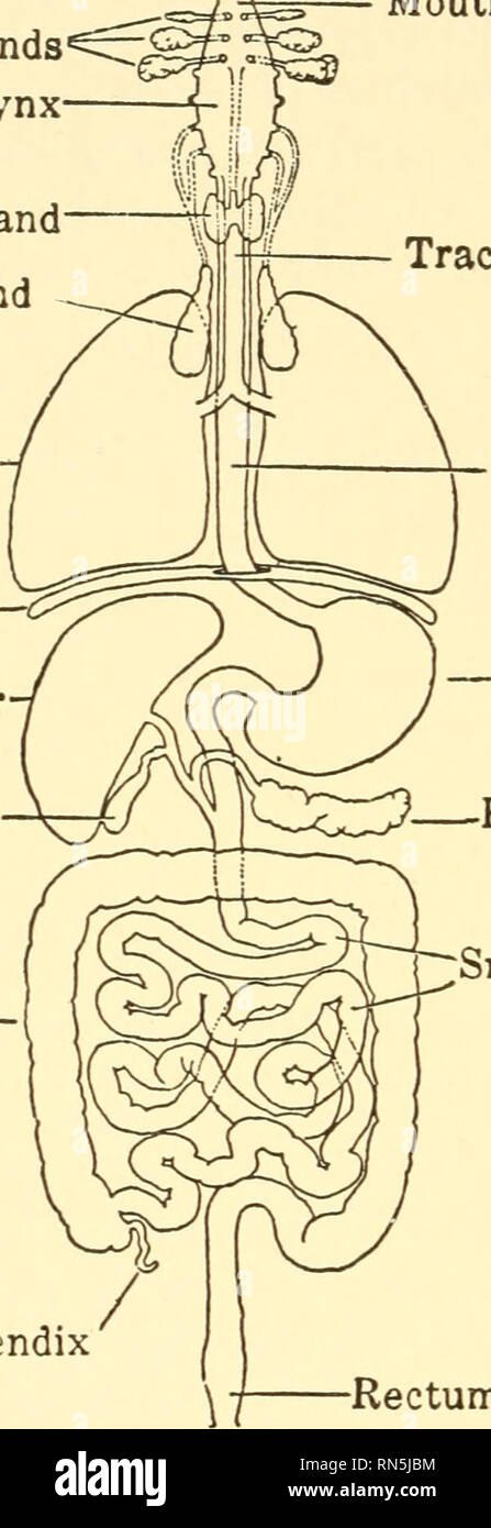 Digestion, Diagram Photos & Digestion, Diagram Images - Alamy