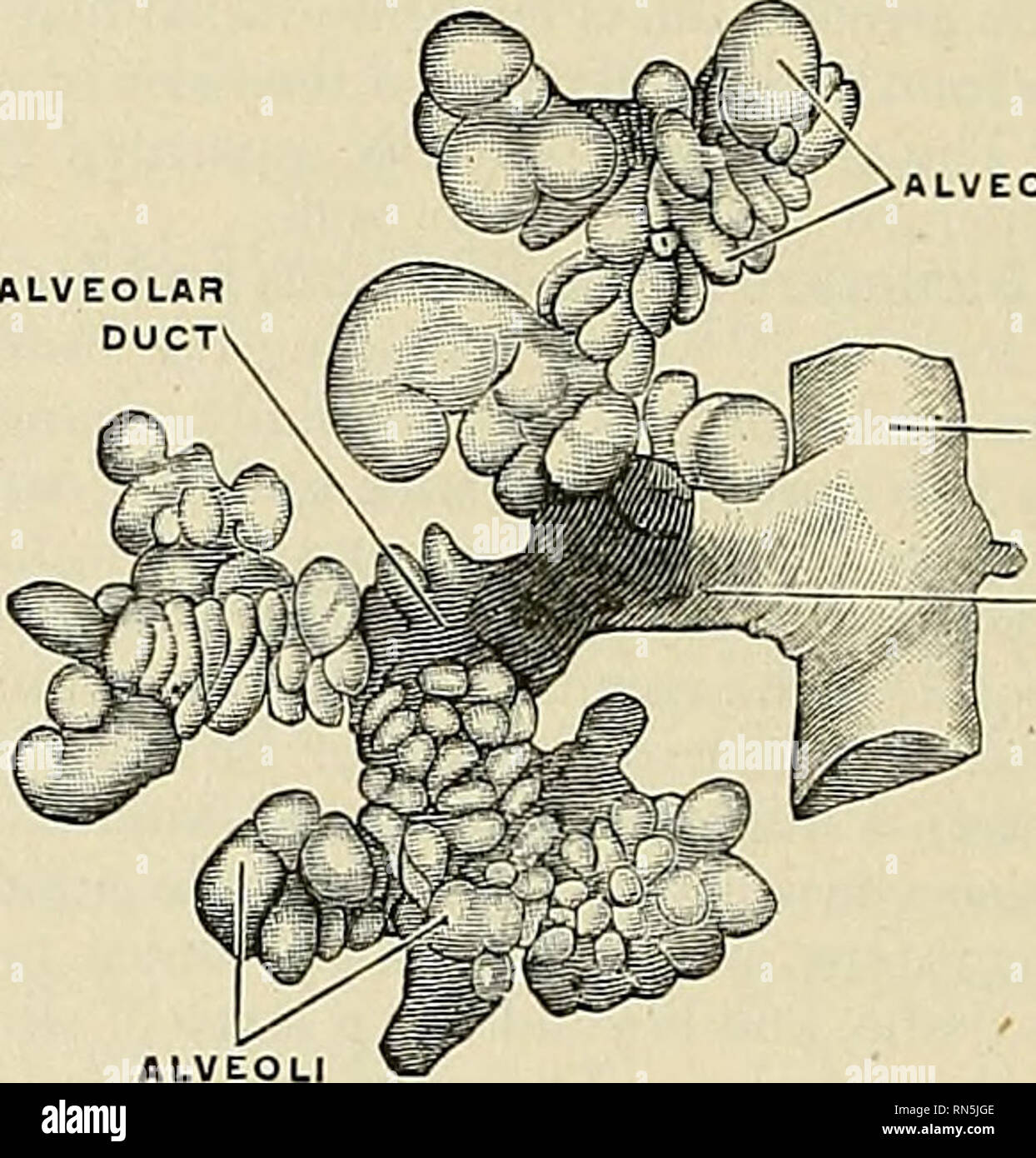 . Anatomie, descriptif et appliquée. L'anatomie. -Bronchioles un lobule ...