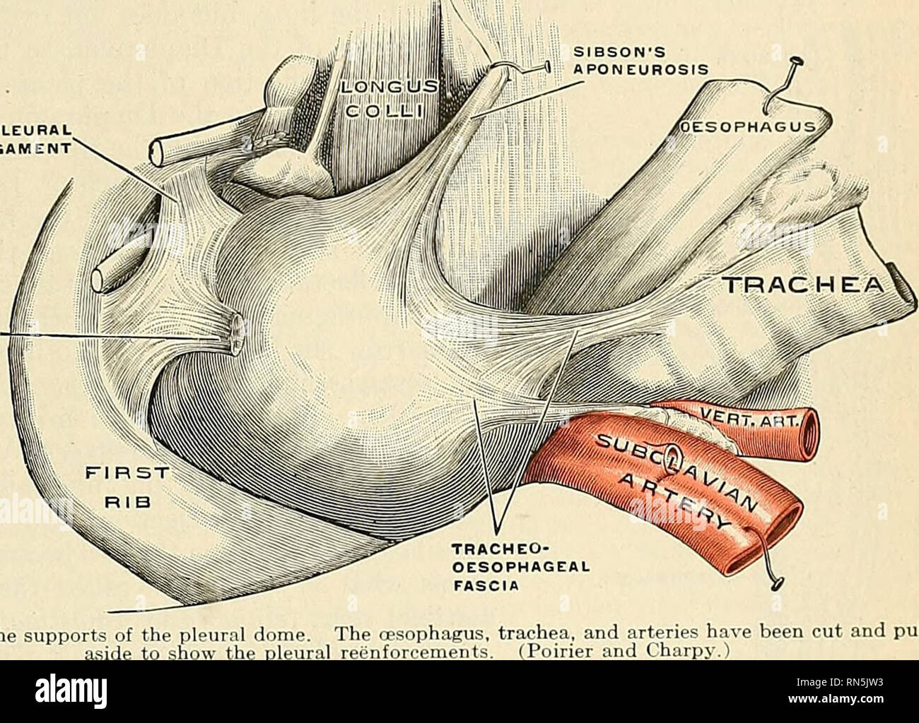 . Anatomie, descriptif et appliquée. L'anatomie. THi : PLEURJE 1183 et ...
