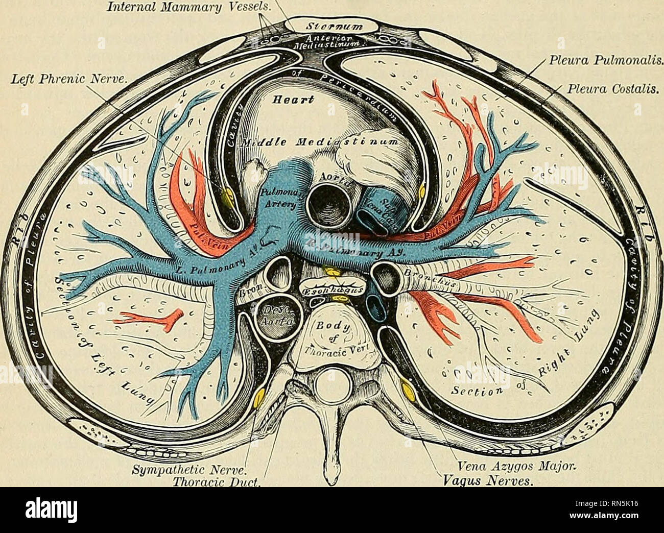 Position des viscères Banque de photographies et d’images à haute ...