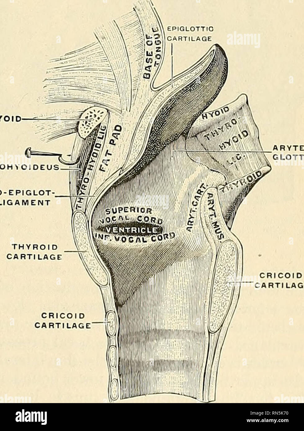 . Anatomie, descriptif et appliquée. L'anatomie. Le larynx 1169 ...
