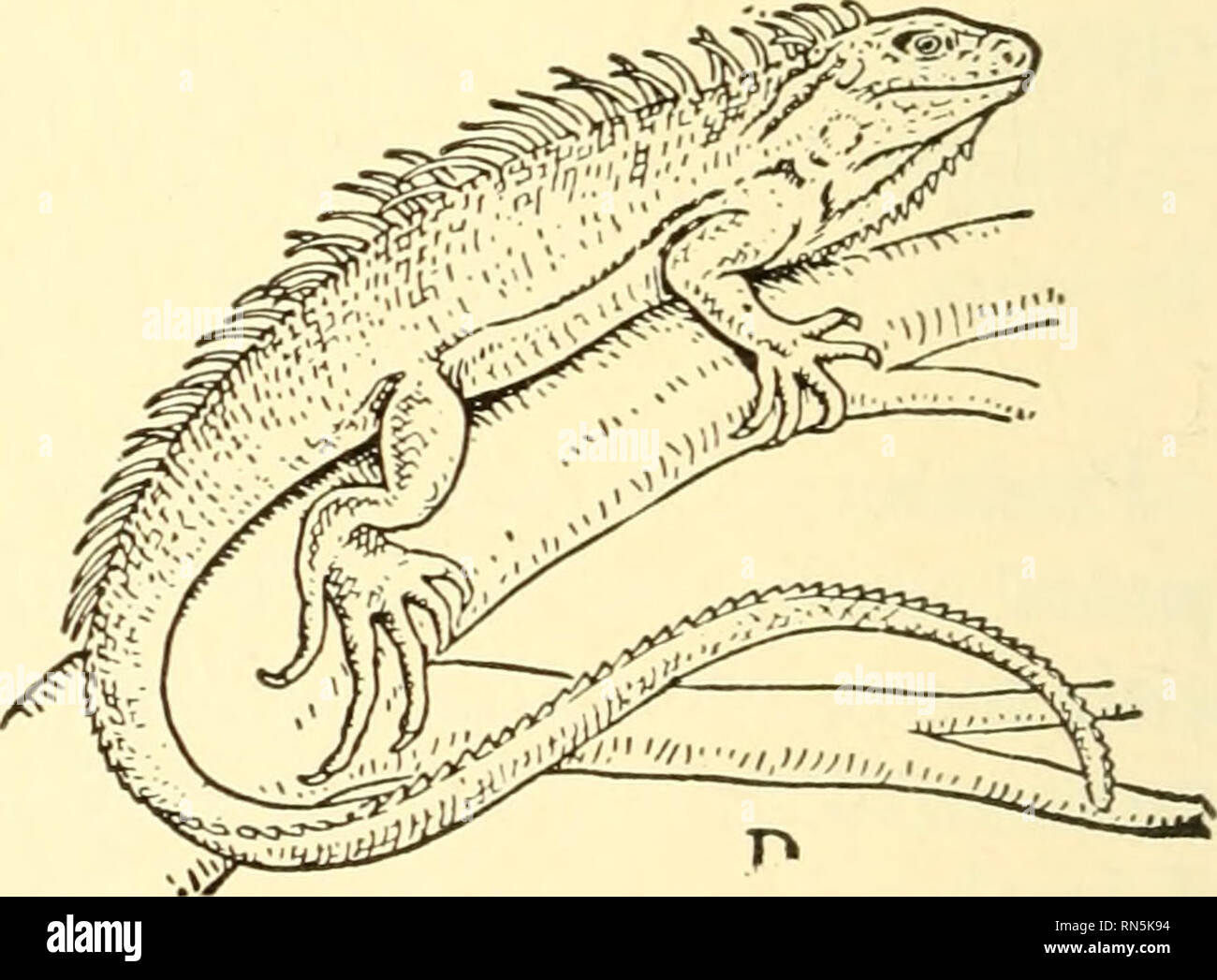 Flying lizard draco volans Banque de photographies et d’images à haute ...