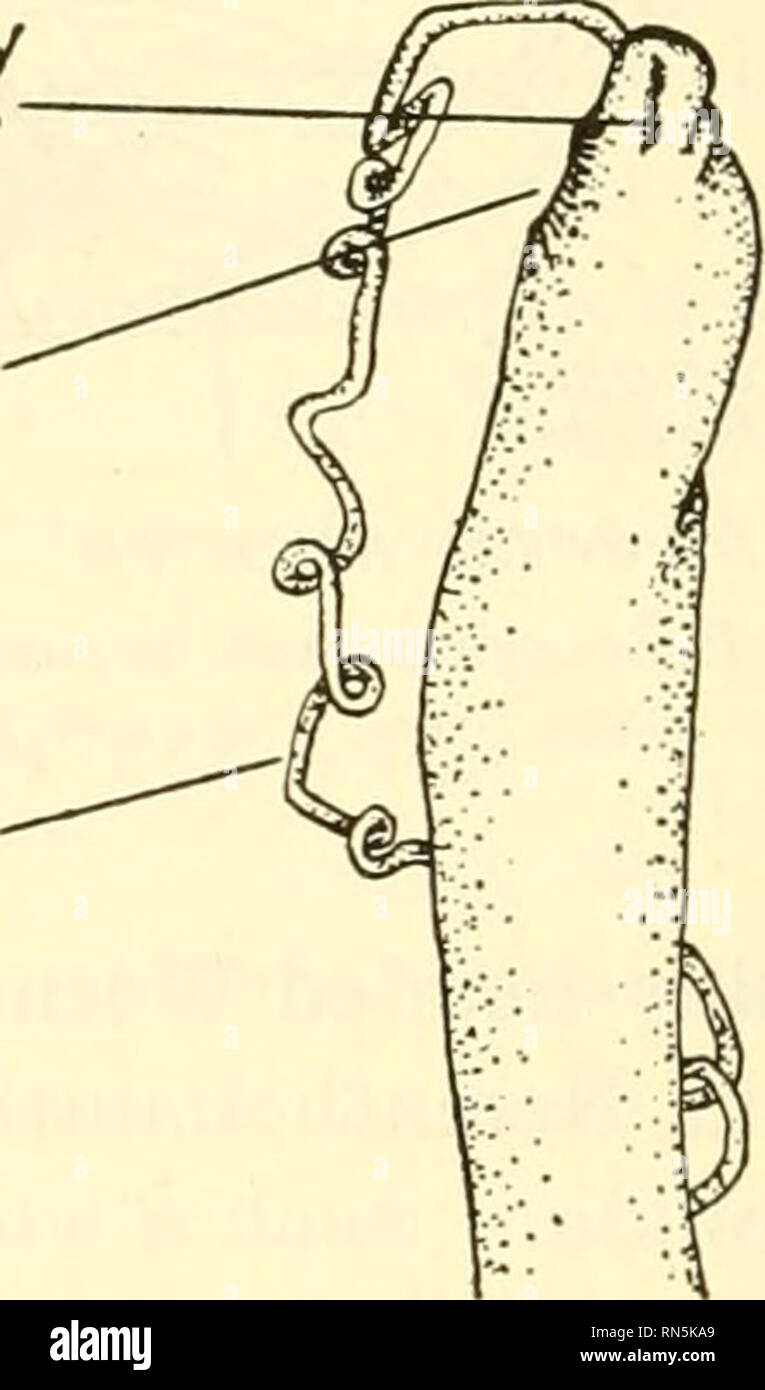 Cerebratulus lacteus Banque de photographies et d’images à haute ...