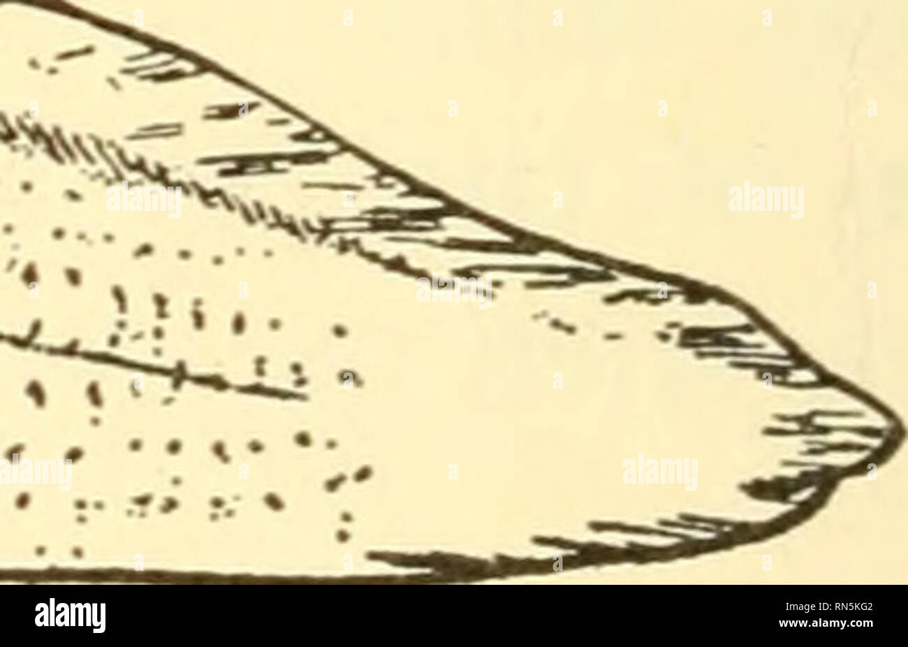 Poisson poumon africain Banque de photographies et d’images à haute ...