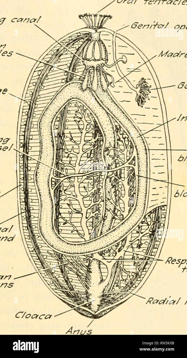 Anatomie Du Concombre De Mer Le Concombre De Mer épineux (Thelenota