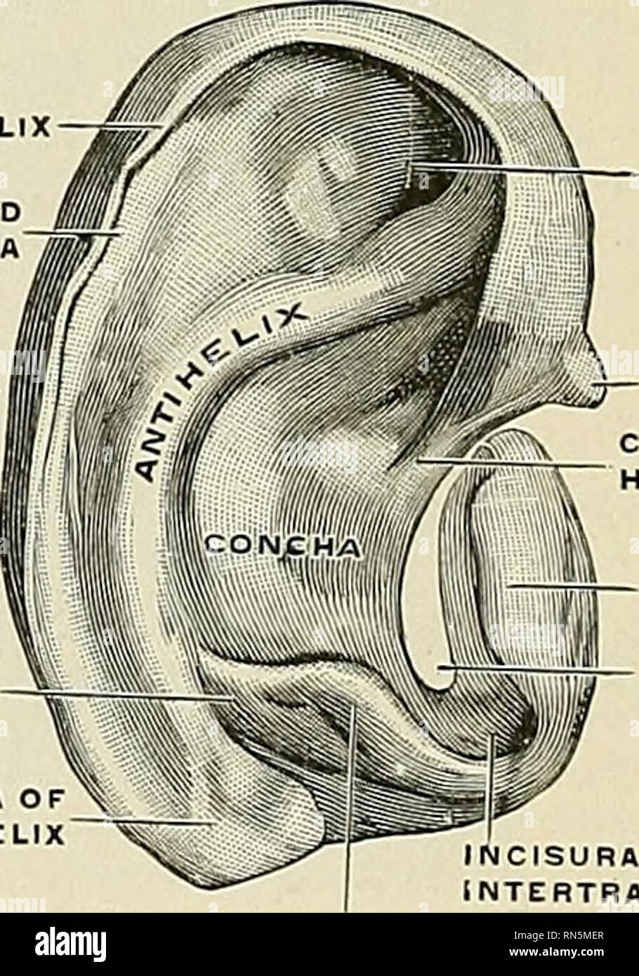 . Anatomie, descriptif et appliquée. L'anatomie. MUSCLE AURICULAIRE ...
