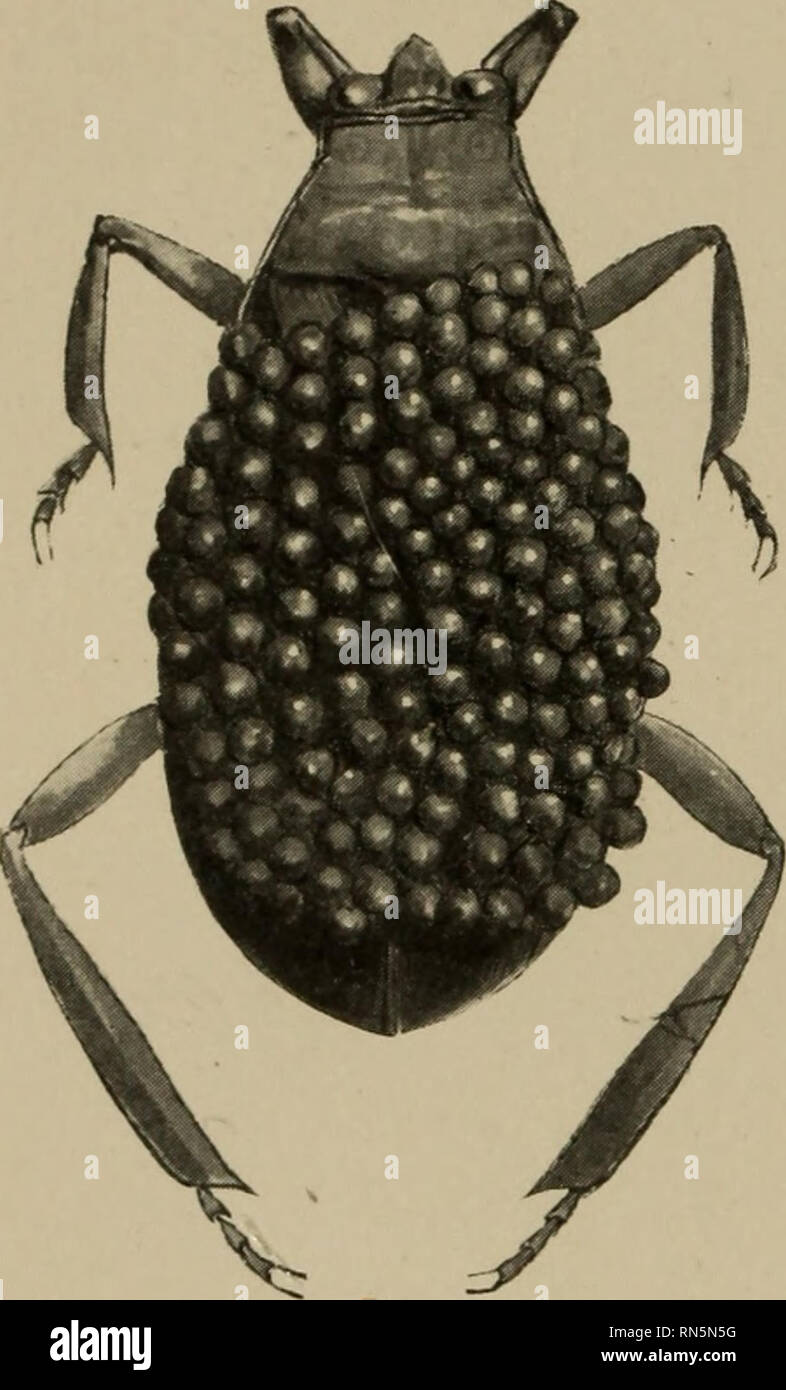 Insecte curieusement en forme Banque de photographies et d’images à ...