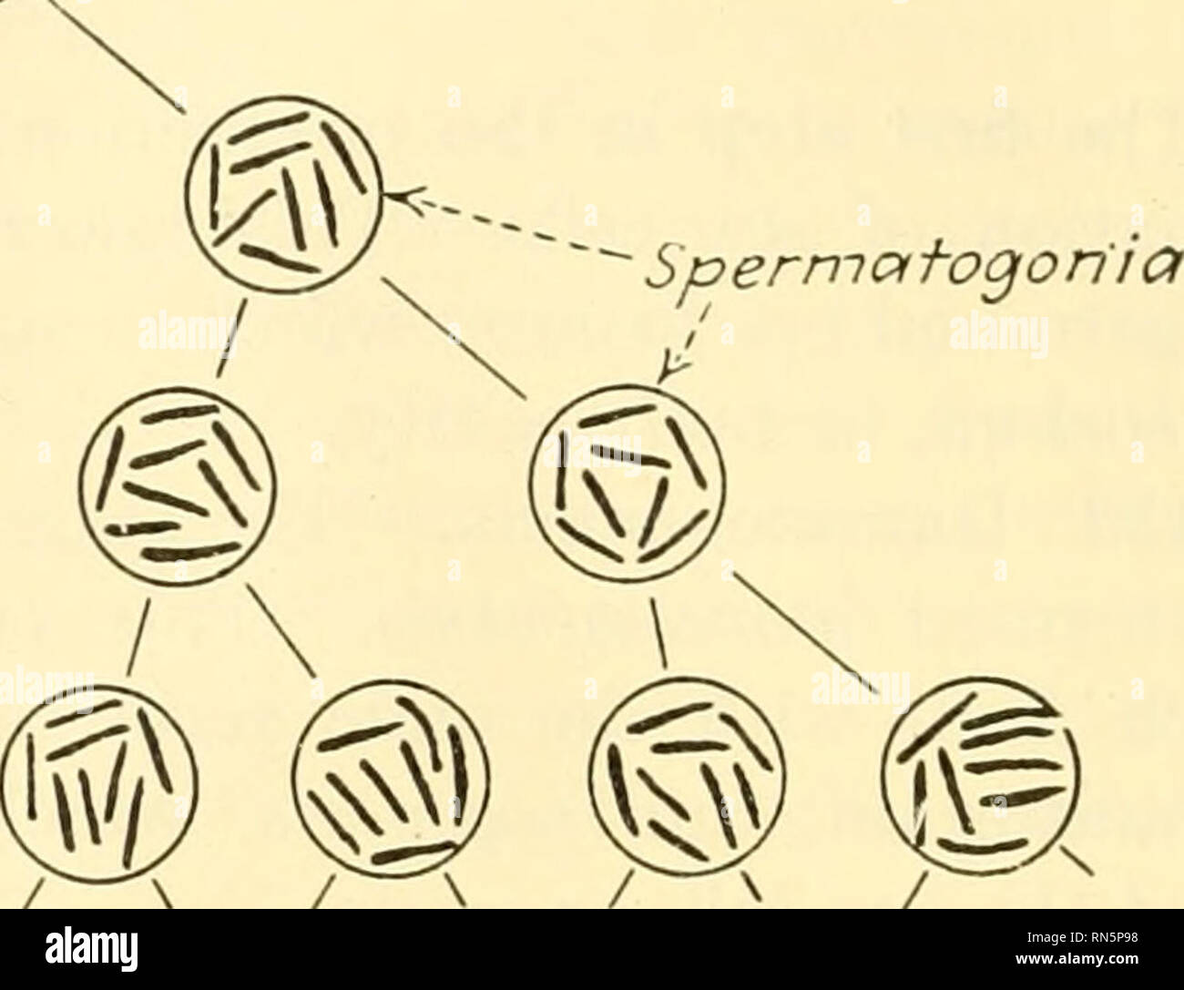 Célula germinal primordial Banque de photographies et d’images à haute ...