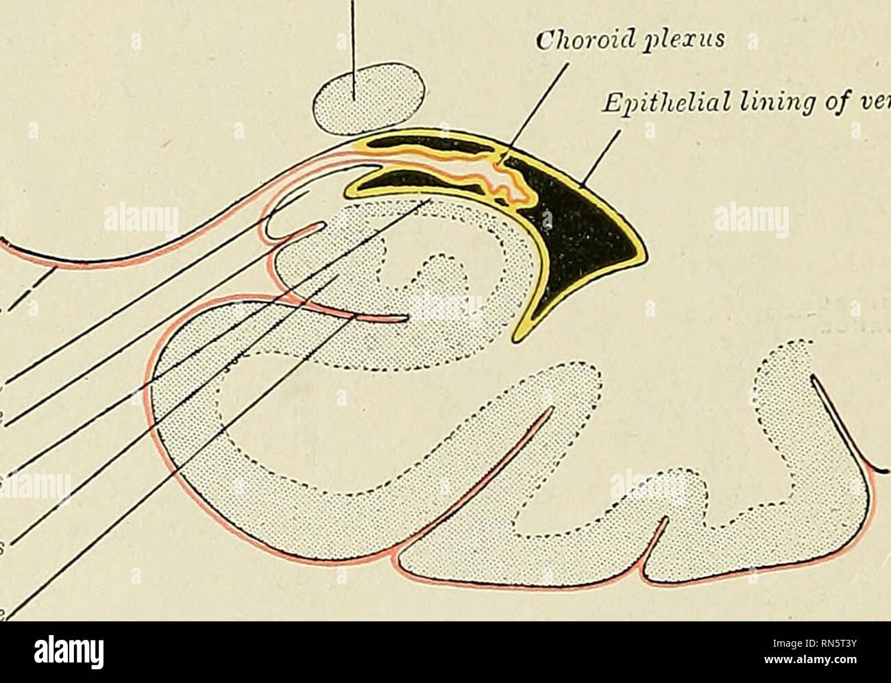 . Anatomie, descriptif et appliquée. L'anatomie. 938 LE SYSTÈME NER VE ...