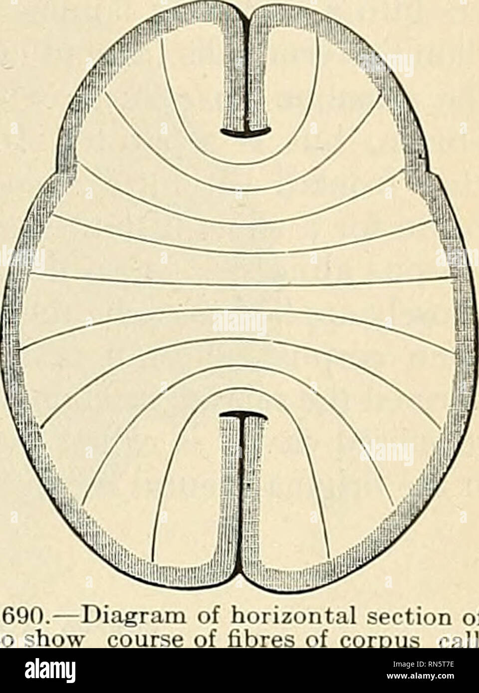 Centrum semiovale Banque de photographies et d’images à haute ...
