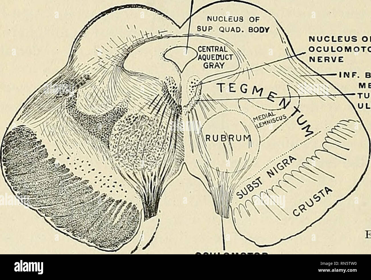 . Anatomie, descriptif et appliquée. L'anatomie. LEMNISCUS Fig. 663 ...