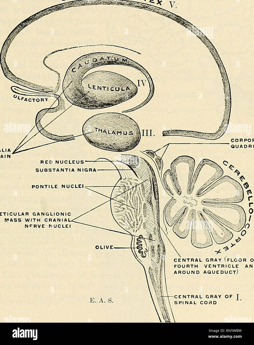 . Anatomie, descriptif et appliquée. L'anatomie. Le cerveau OU ...