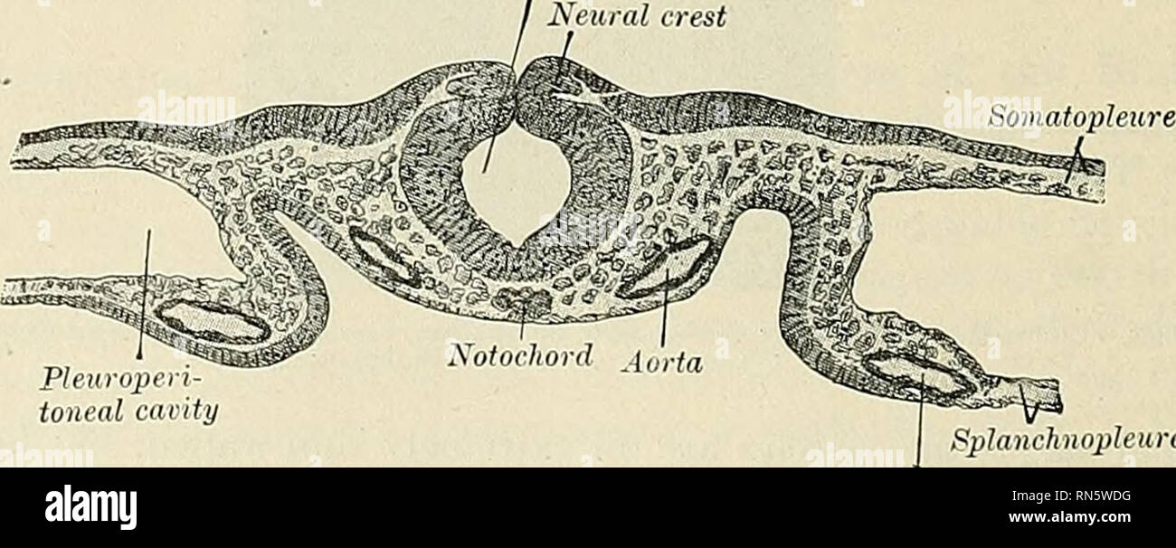 . Anatomie, descriptif et appliquée. L'anatomie. ) Fig. 624.-plan ...