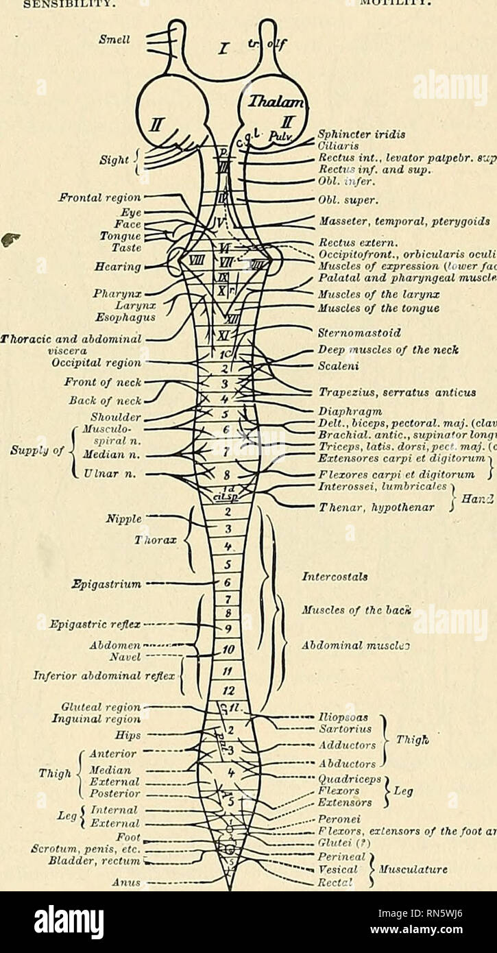 . Anatomie, descriptif et appliquée. L'anatomie. La moelle épinière ...