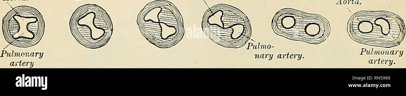 . Anatomie, descriptif et appliquée. L'anatomie. 760 Les systèmes ...