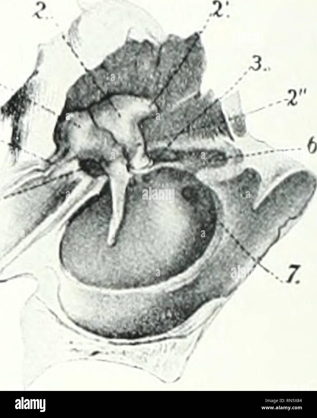 Méat Acoustique Externe Banque d'image et photos - Alamy