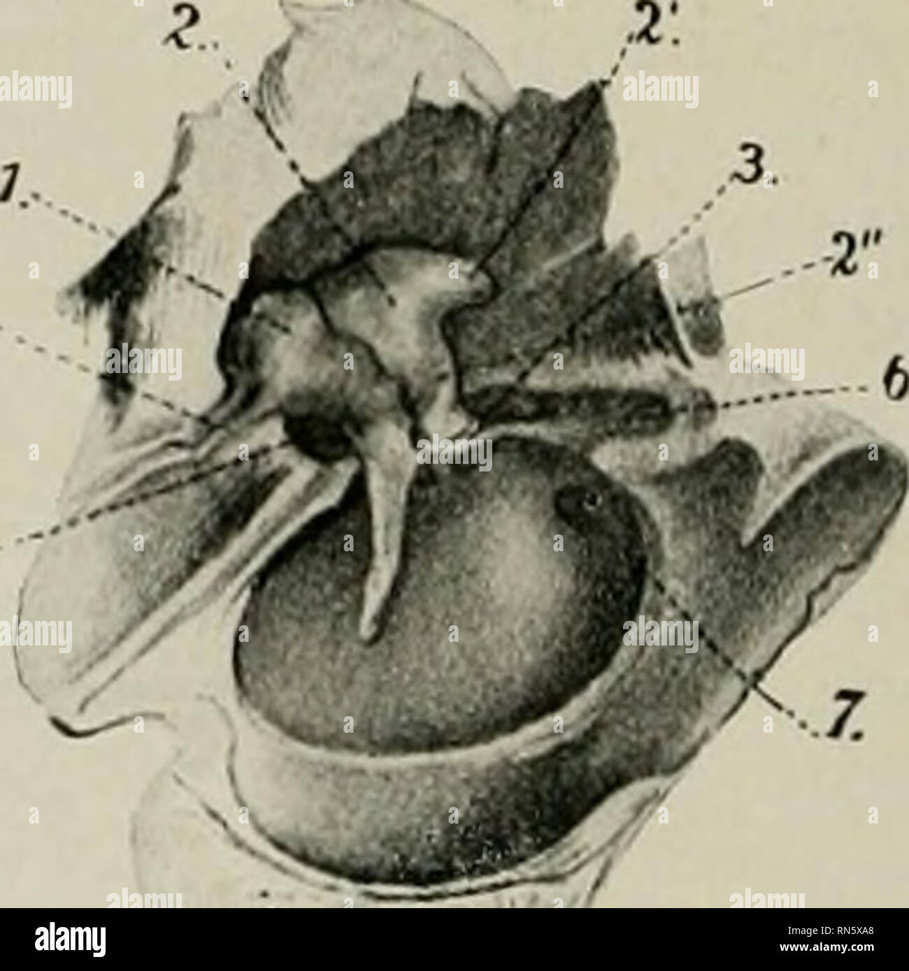 Méat Acoustique Externe Banque d'image et photos - Alamy