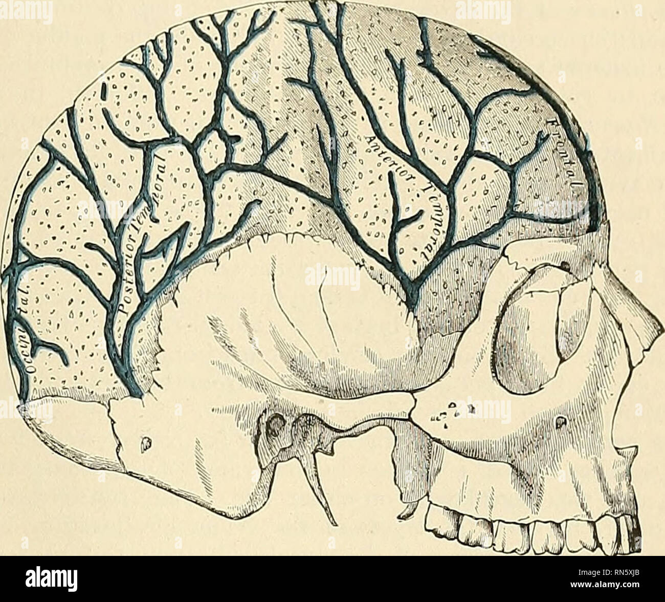 . Anatomie, descriptif et appliquée. L'anatomie. Les Veines cérébrales ...