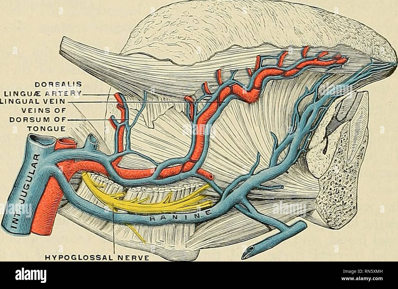 . Anatomie, descriptif et appliquée. L'anatomie. 714 LES SYSTÈMES ...