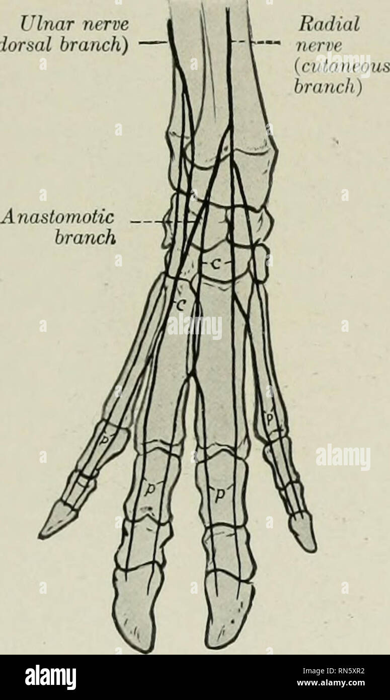 . L'anatomie de l'animal domestique. Anatomie vétérinaire. Le SYSTÈME ...