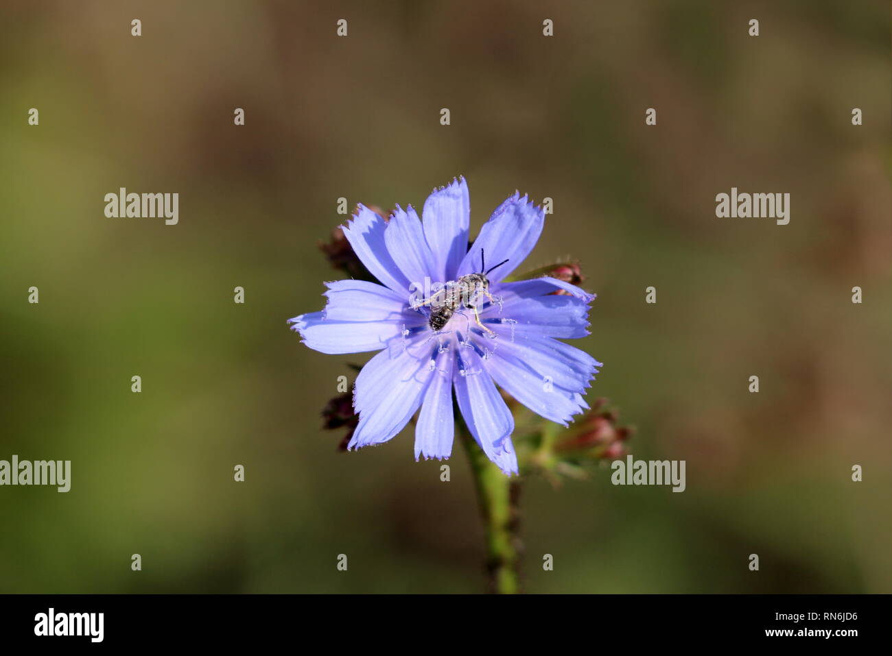 Vivace herbacée ligneuse Banque de photographies et d’images à haute ...