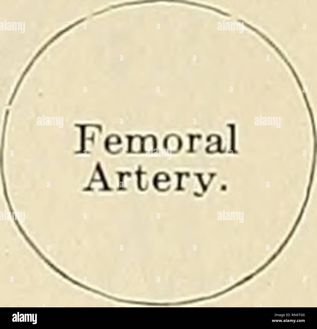 . Anatomie, descriptif et appliquée. L'anatomie. 686 LES SYSTÈMES ...