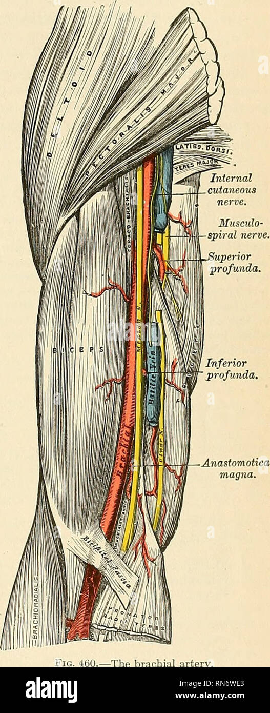 . Anatomie, descriptif et appliquée. L'anatomie. L'artère axillaire 639 ...