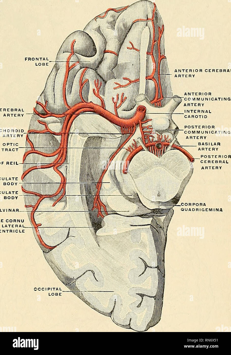 Lamina terminalis Banque de photographies et d’images à haute ...
