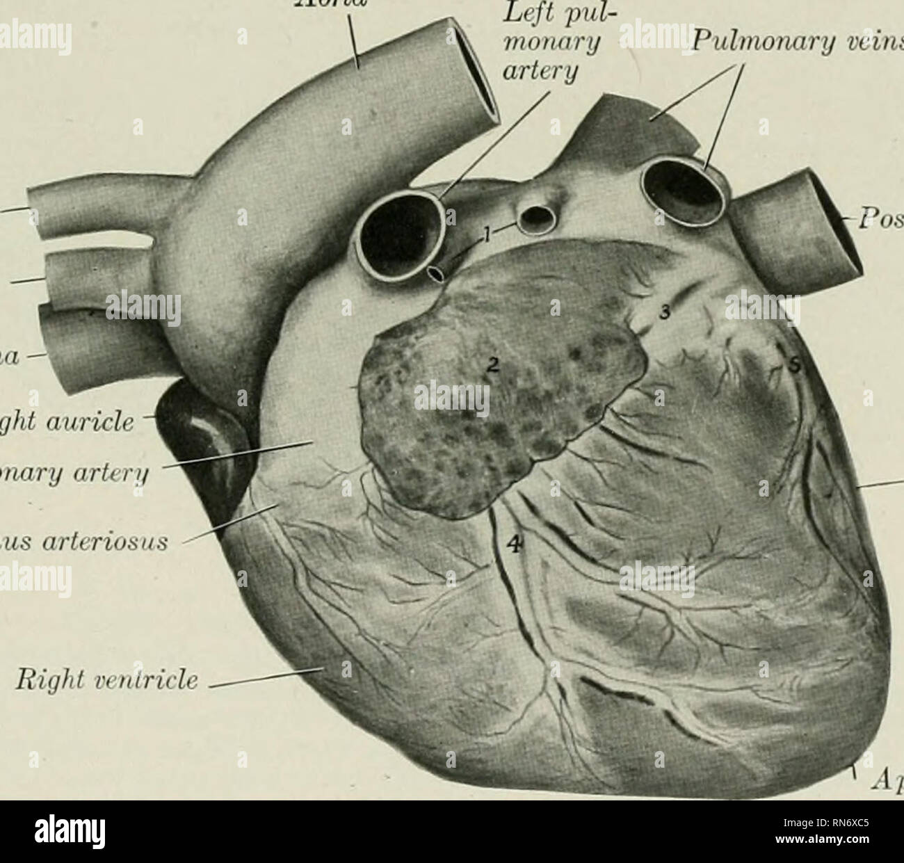 . L'anatomie de l'animal domestique. Anatomie vétérinaire. Le péricarde ...