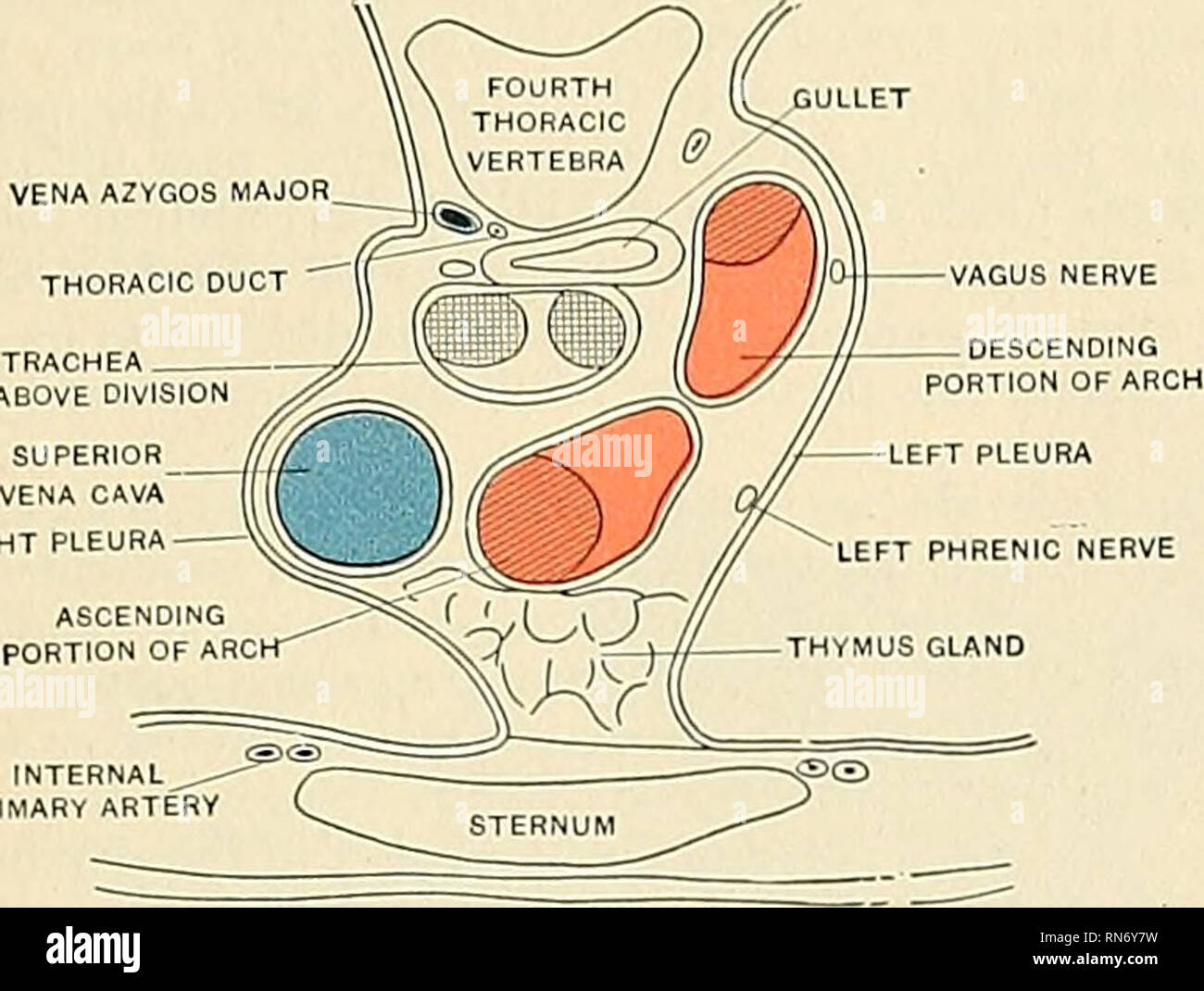 . Anatomie, descriptif et appliquée. L'anatomie. L'ARC DE L'AORTE 579 L ...