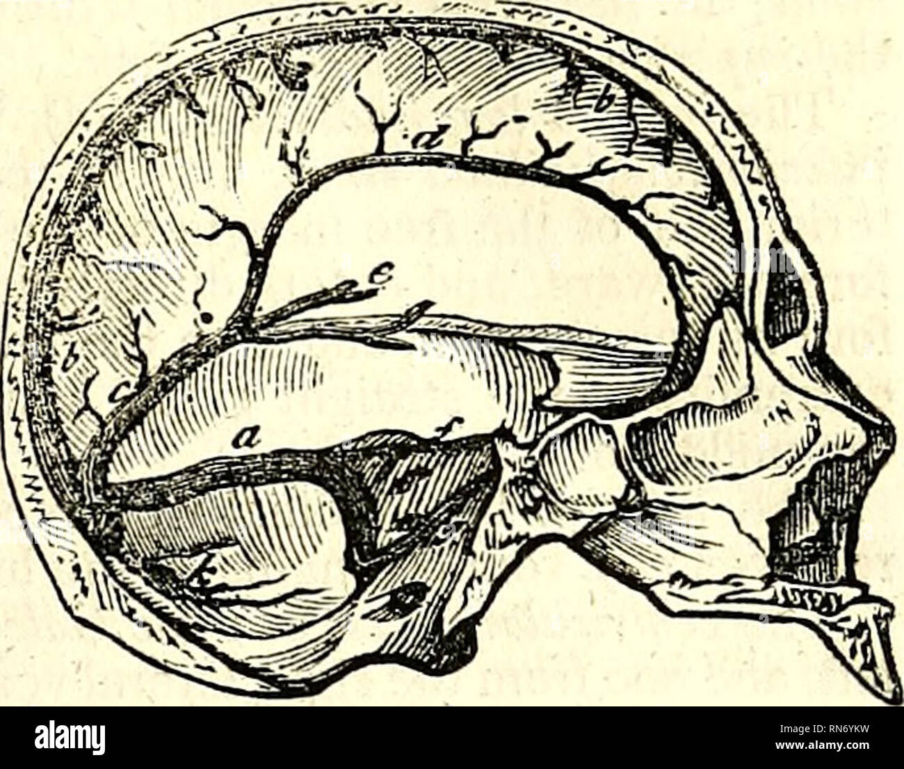 . L'anatomie du corps humain. L'anatomie humaine ; l'anatomie. Le sinus ...