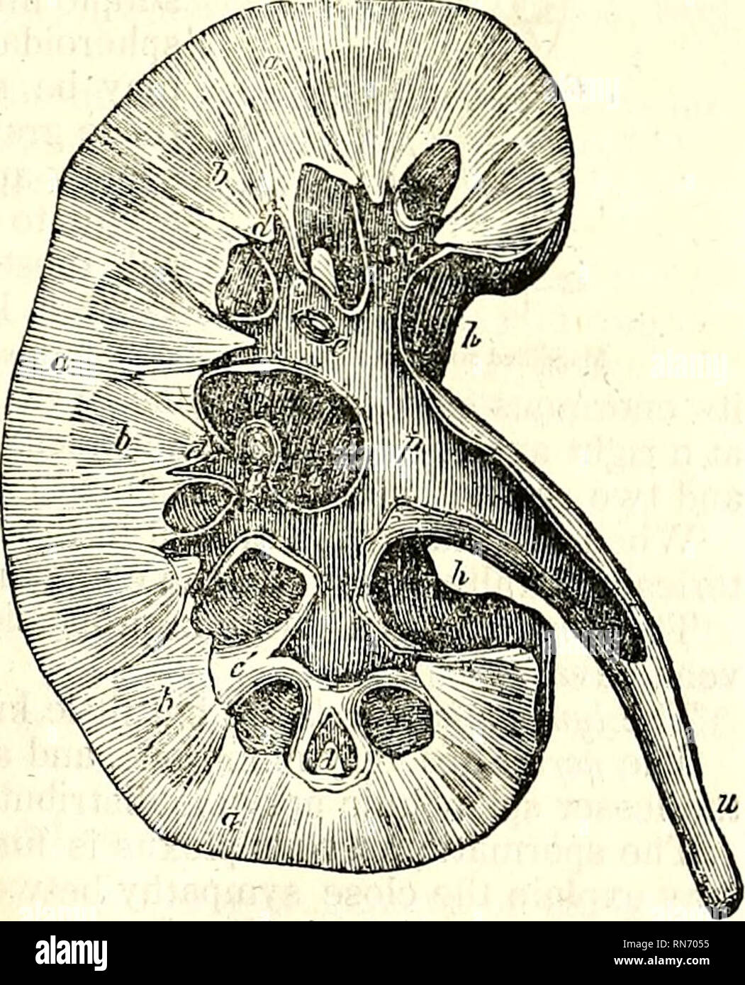 Colonne rénale Banque de photographies et d’images à haute résolution ...