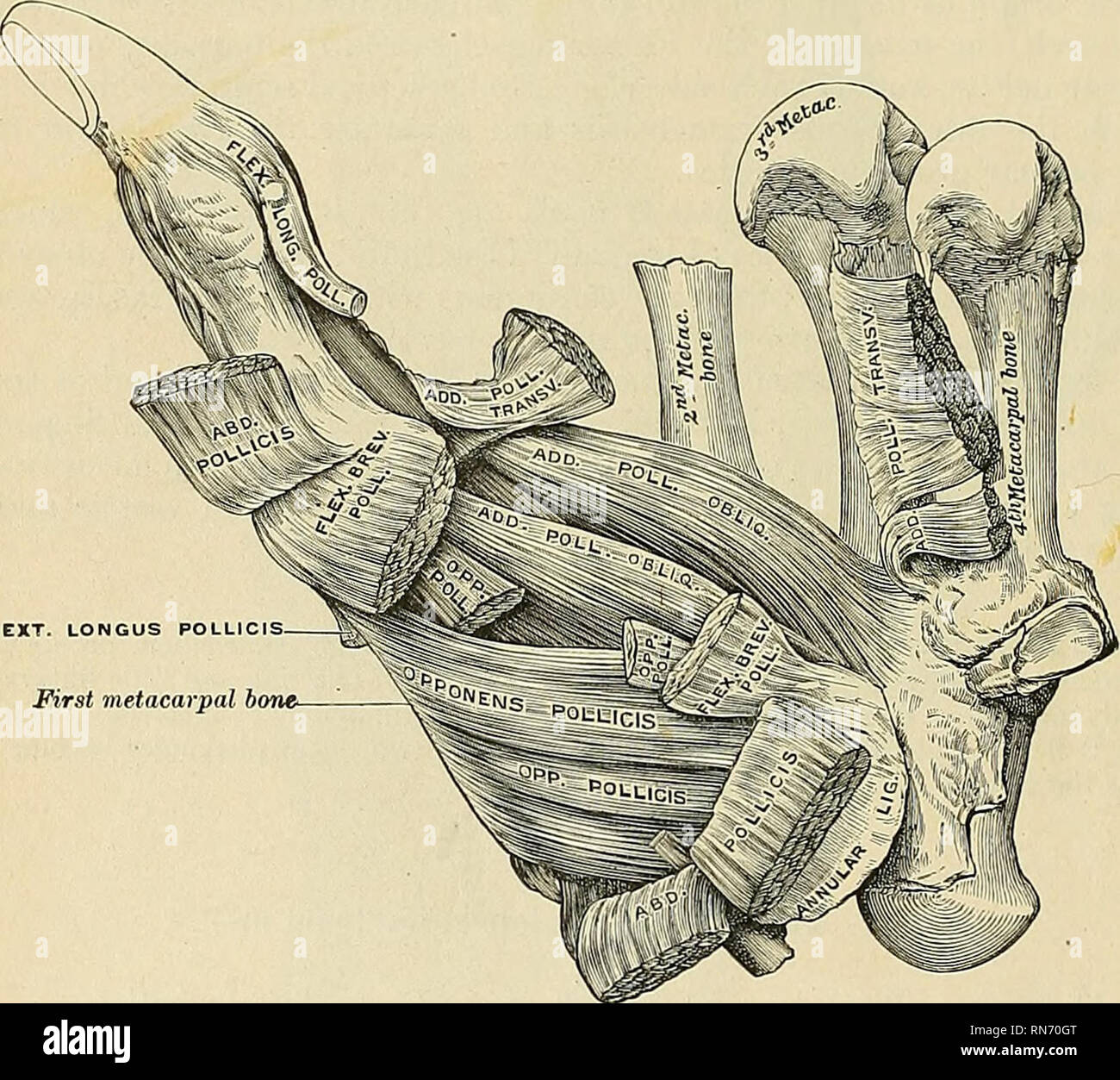 . Anatomie, descriptif et appliquée. L'anatomie. 490 LES MUSCLES ET ...