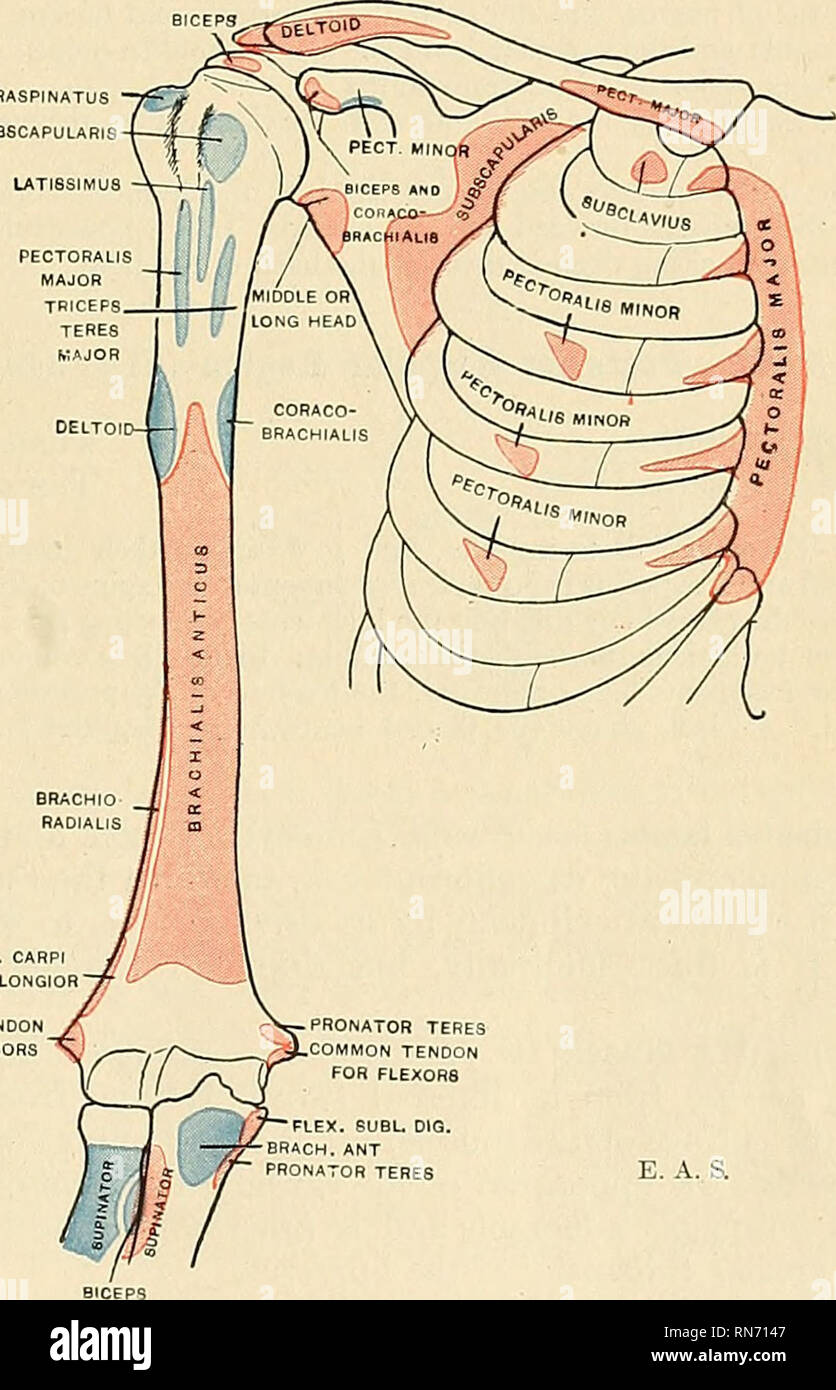 . Anatomie, descriptif et appliquée. L'anatomie. La région scapulaire ...
