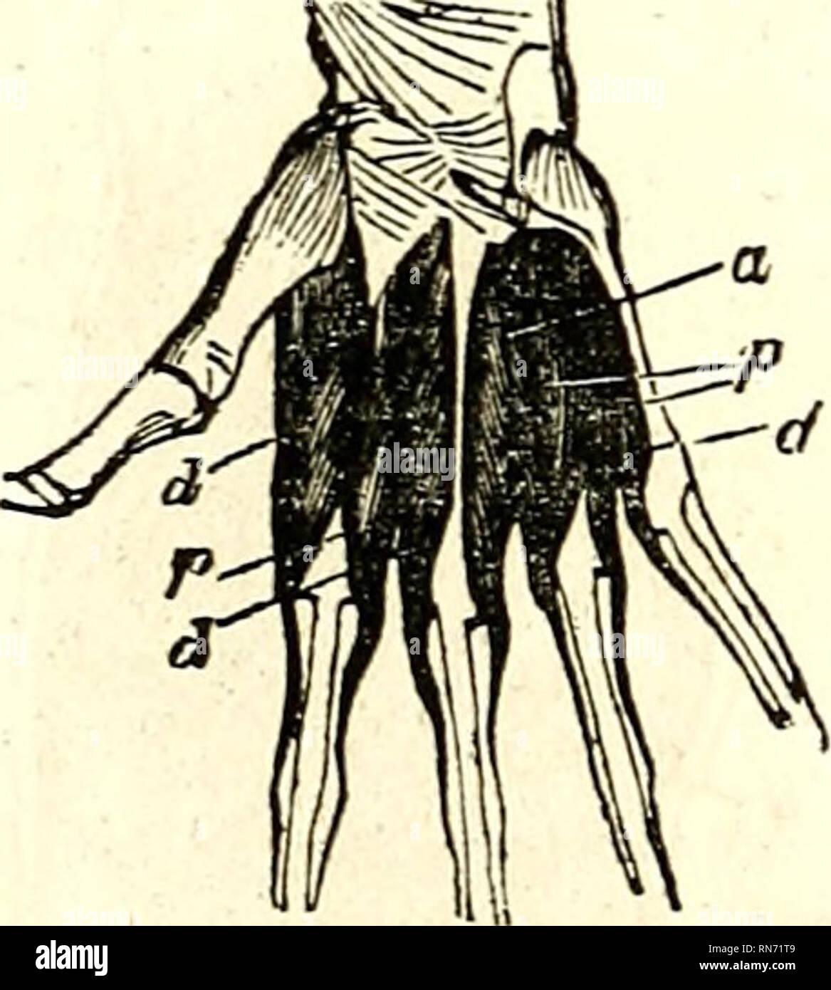 . L'anatomie du corps humain. L'anatomie humaine ; l'anatomie. La ...