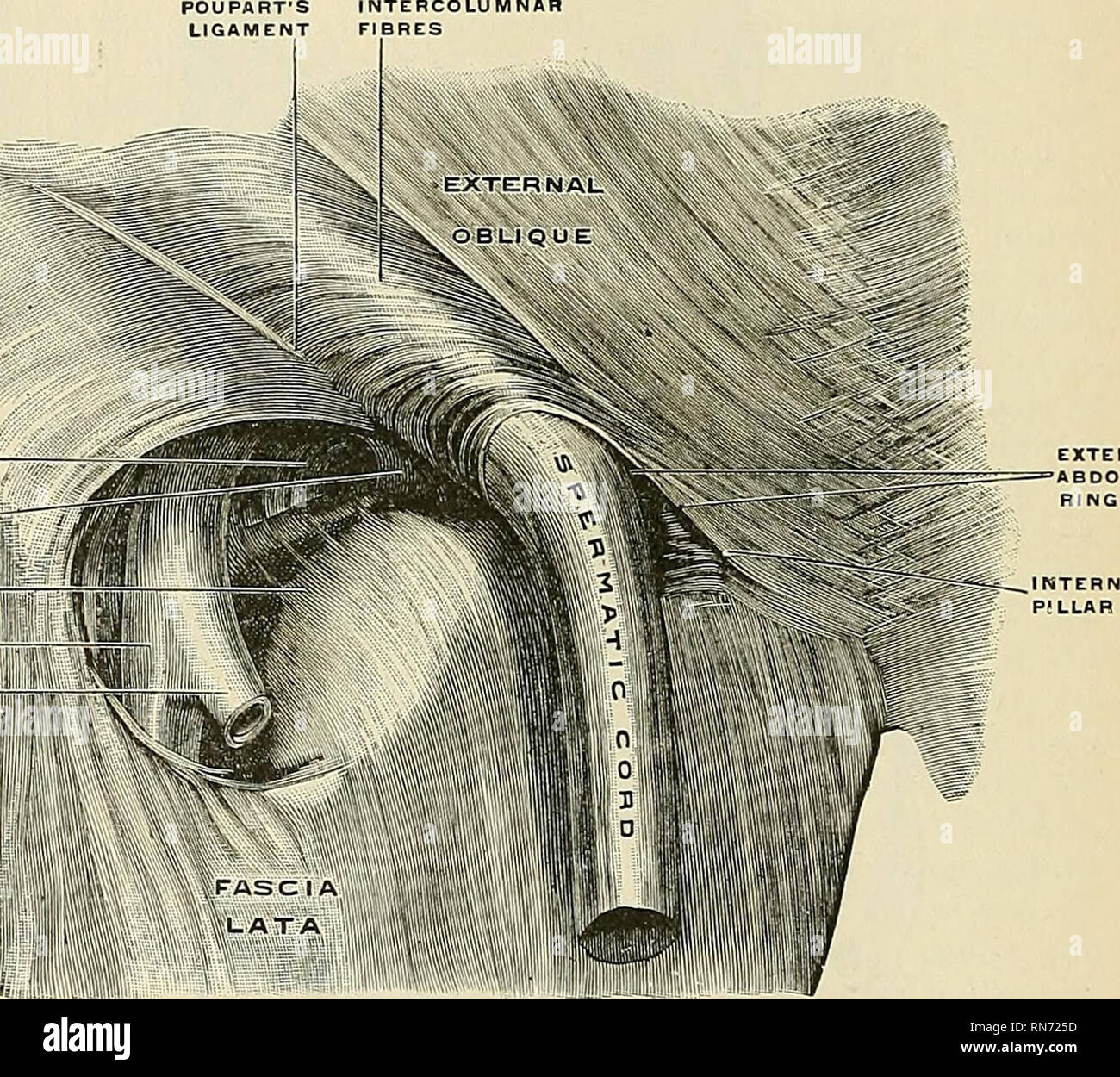 . Anatomie, descriptif et appliquée. L'anatomie. 426 LES MUSCLES ET ...