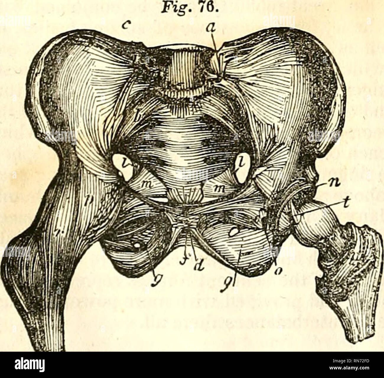 Genou anatomie en flexion Banque de photographies et d’images à haute ...