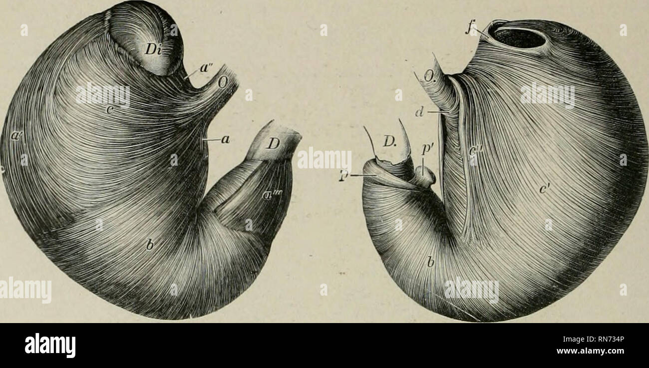 Anatomia del cerdo digestivo Banque de photographies et d’images à ...