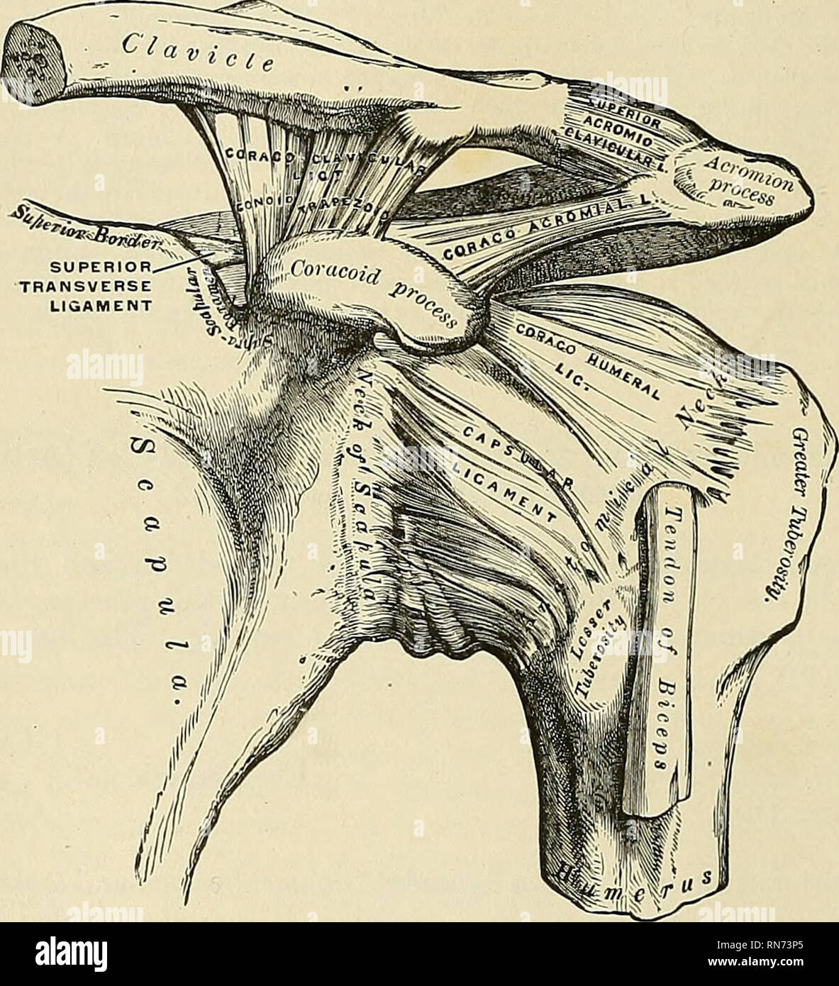 . Anatomie, descriptif et appliquée. L'anatomie. 298 LES ARTICULATIONS ...