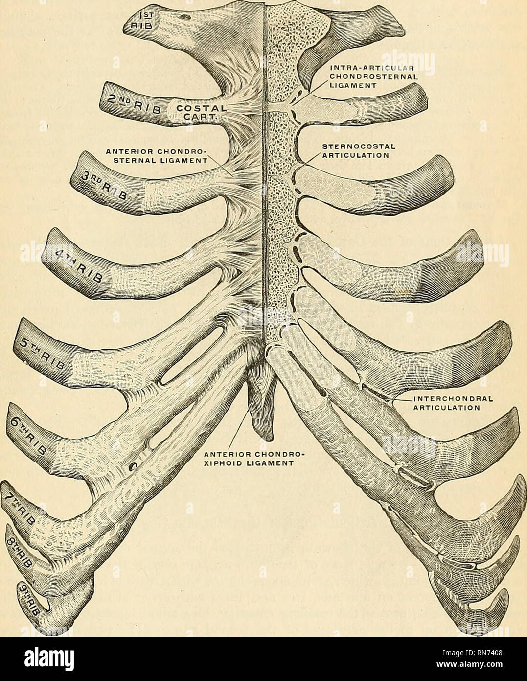 Costal Cartilage Banque d'image et photos - Alamy