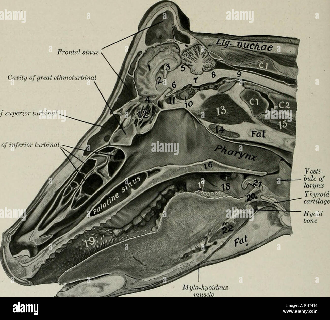 . L'anatomie de l'animal domestique. Anatomie vétérinaire. 452 SYSTÈME ...