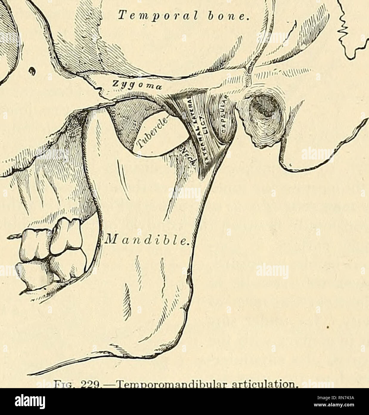 . Anatomie, descriptif et appliquée. L'anatomie. TEMPOBOMANDIBULAR 279 ...