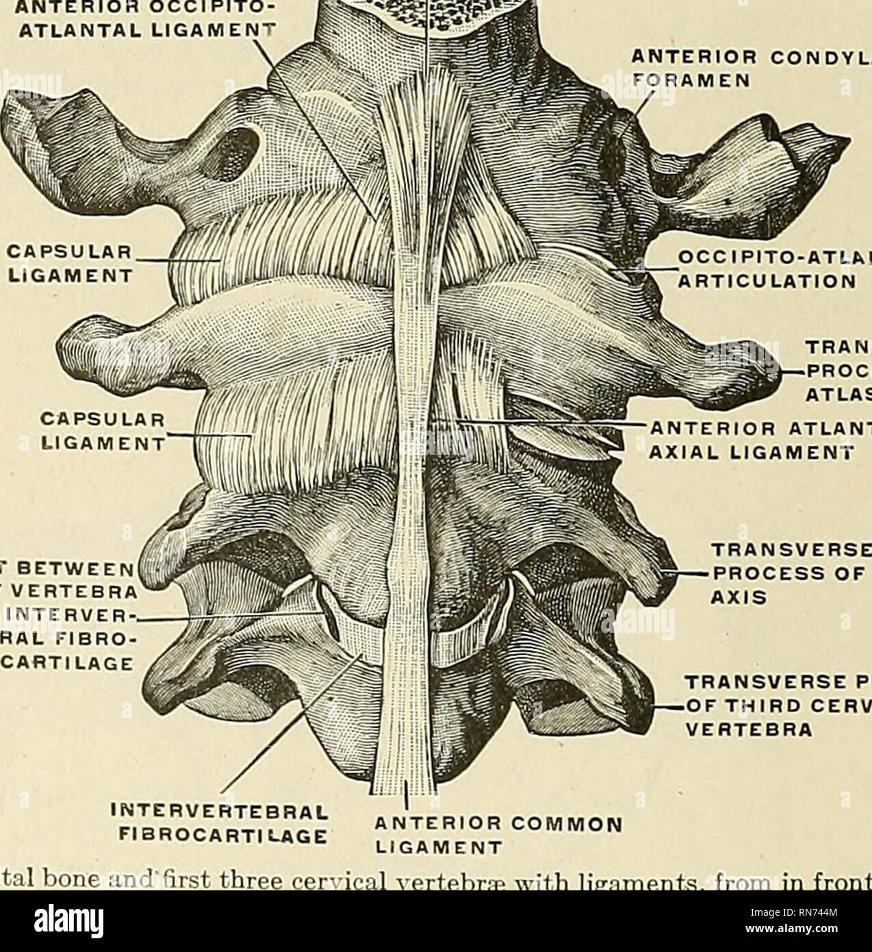 . Anatomie, descriptif et appliquée. L'anatomie. 274 LES ARTICULATIONS ...