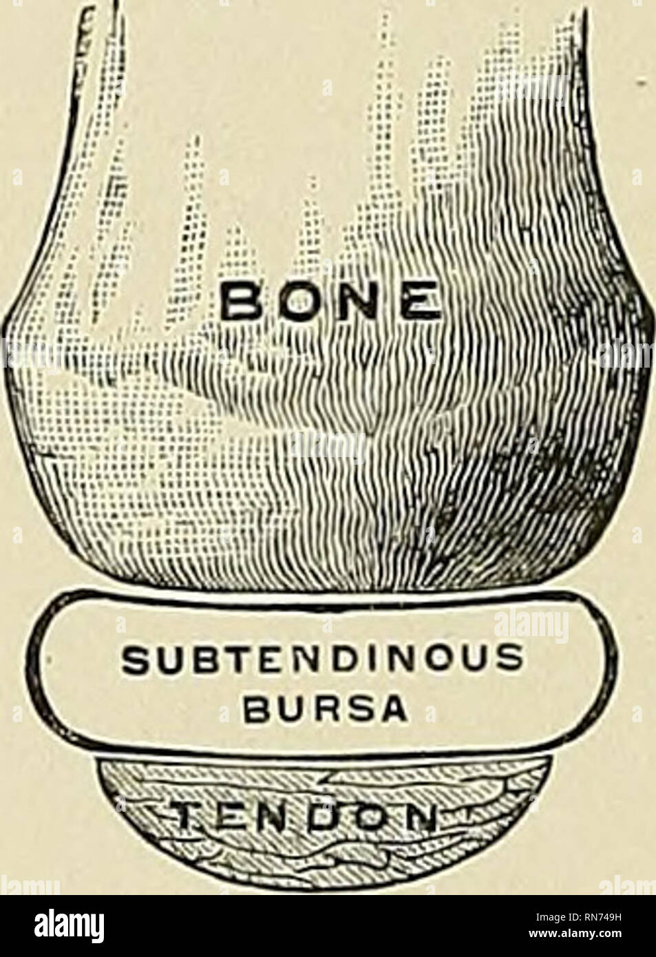 Ou se trouve le muscle du psoas Banque de photographies et d’images à ...