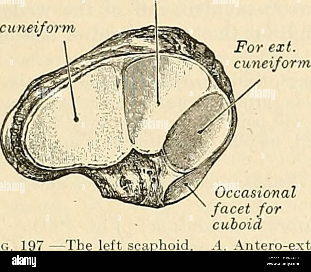 . Anatomie, descriptif et appliquée. L'anatomie. Le pied 247, et l ...