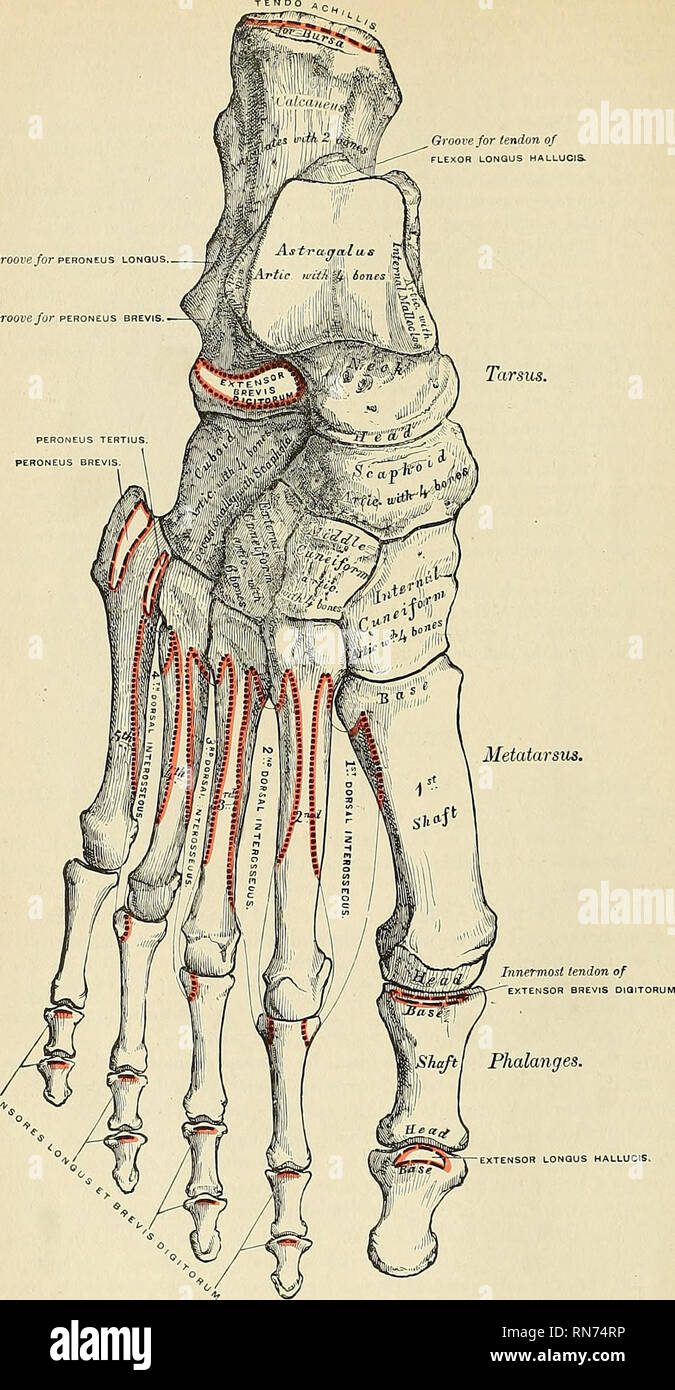 . Anatomie, descriptif et appliquée. L'anatomie. Spécial 240 ANA TOMY ...