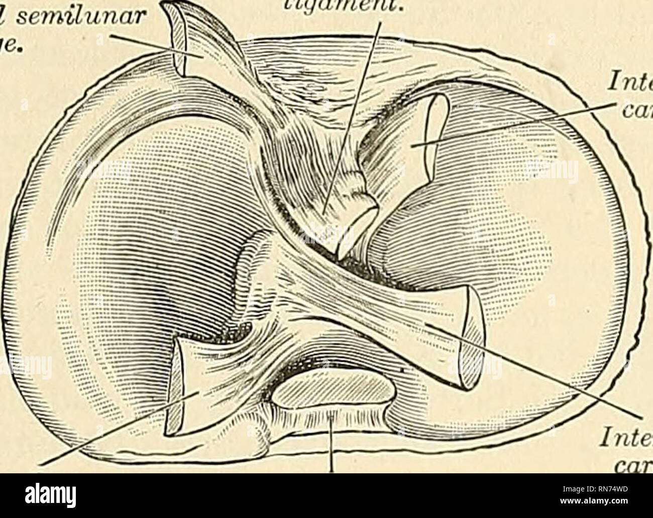 Tibia extremite superieure Banque de photographies et d’images à haute ...