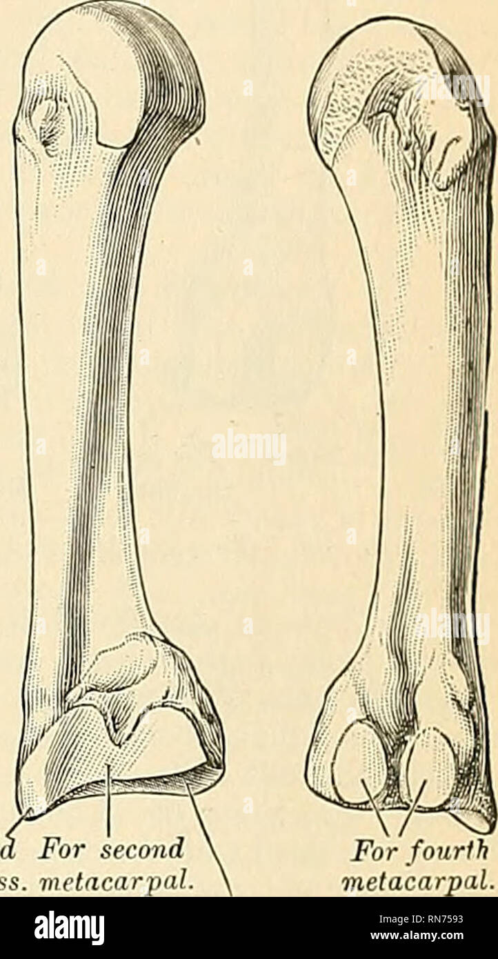 . Anatomie, descriptif et appliquée. L'anatomie. Pour le troisième ...