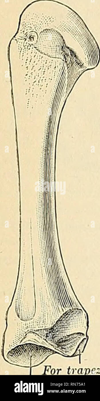 . Anatomie, descriptif et appliquée. L'anatomie. Les MÉTACARPES 203 ...